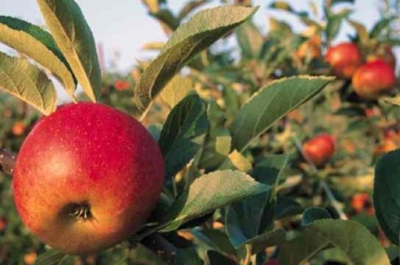 Lugares Turísticos del Lima - Calango: Lugares Turísticos y La Fruta ...