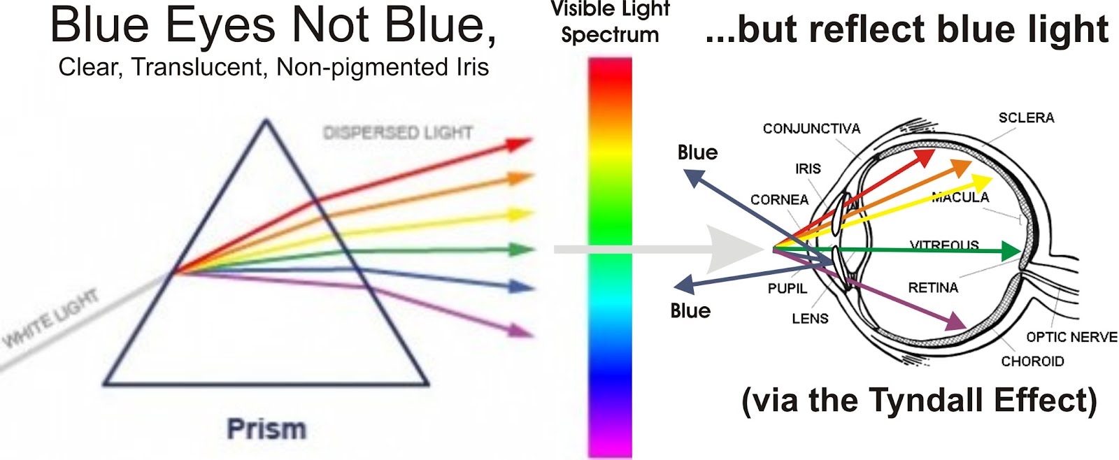 TIL Blue (and Green) eyes are not actually blue coloured but appear ...