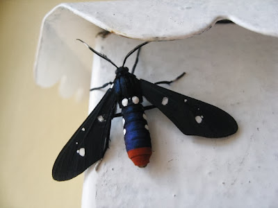 ¿Qué Pasa, Miami?: Beautiful Bugs