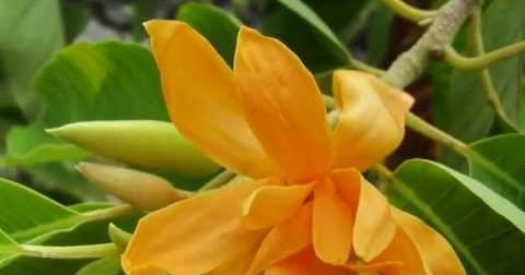 The meaning of traditional song (Bungong Jeumpa)