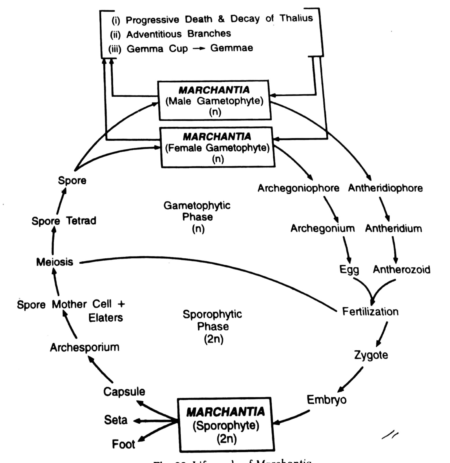 Botanica: BRYOPHYTES AND PTERIDOPHYTES