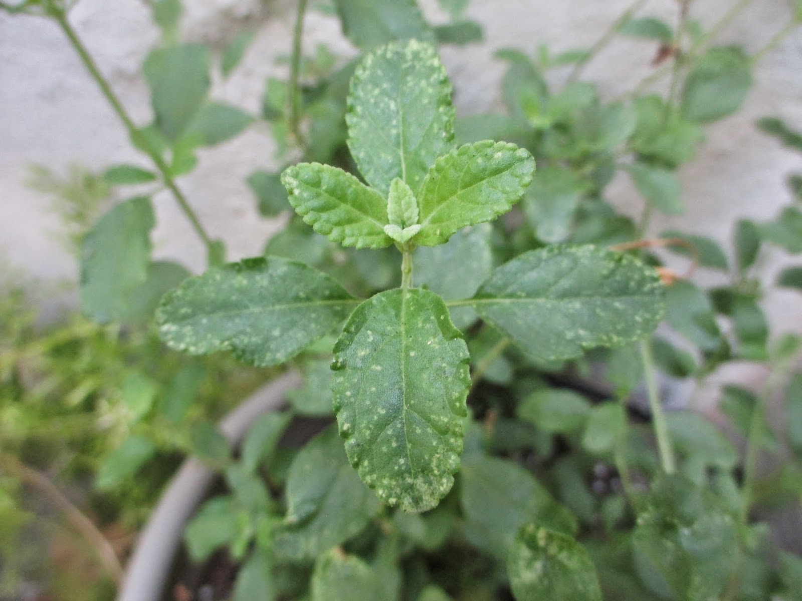 Andie's Way: Garden Foes - Aphids, Spider Mites