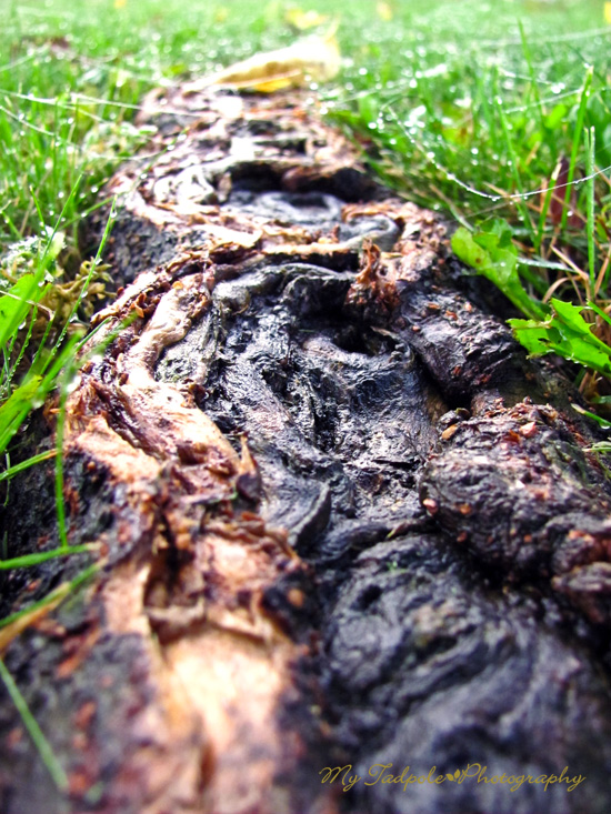 ME AND MY TADPOLE: Photo Friday ~ Box Elder