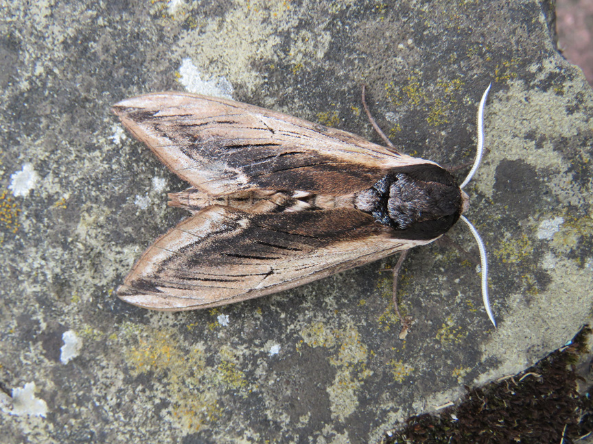 Privet Hawk-moth