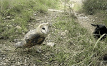 Chuck's Fun Page 2: Nine crazy animal GIFs