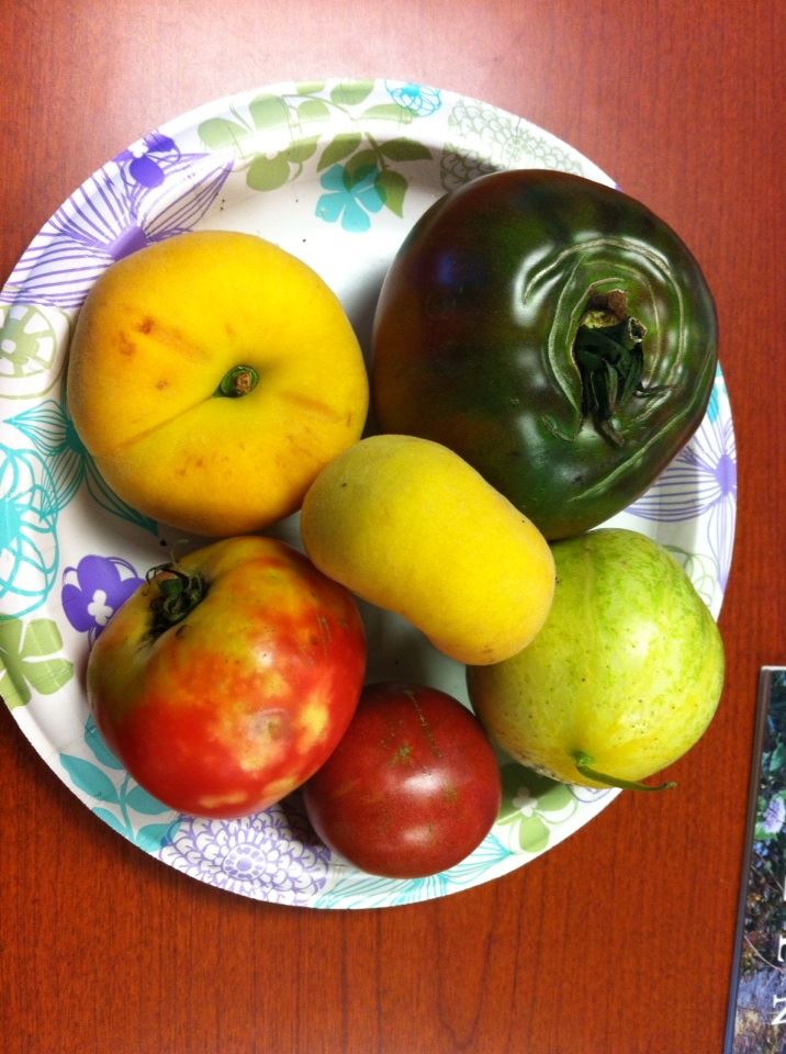 Simple Garden Made Easy: First slicing tomato!