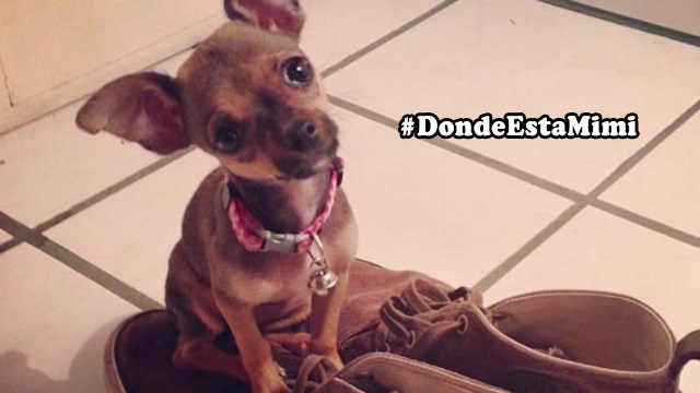 #DondeEstaMimi Youtuber @germangarmendia hace apelo desesperado para ...