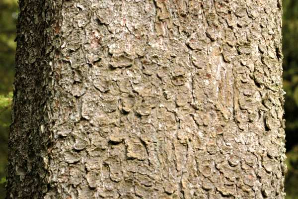 Trees Planet: Picea abies - Norway Spruce