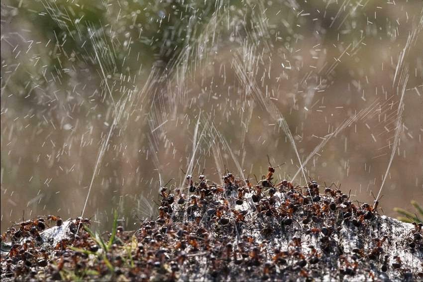 Mail2Day: Incredible Ants Spray Acid to Defend Themselves (4 pics)