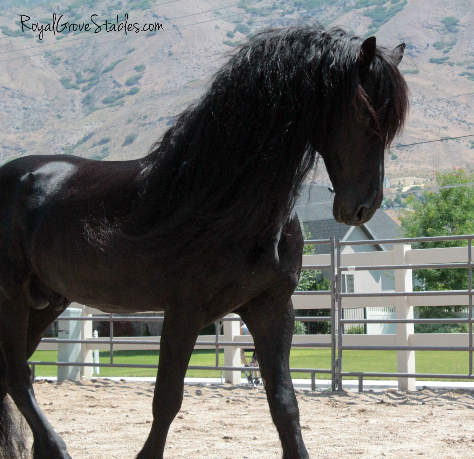 Stallion