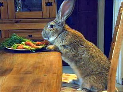 Beberapa Kelinci Raksasa Terbesar | Gambar Foto Kelinci