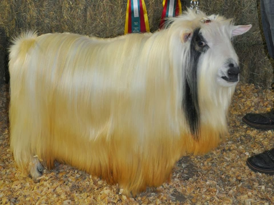 Suzy's Blog: Yellow Rose Goat Show 2013