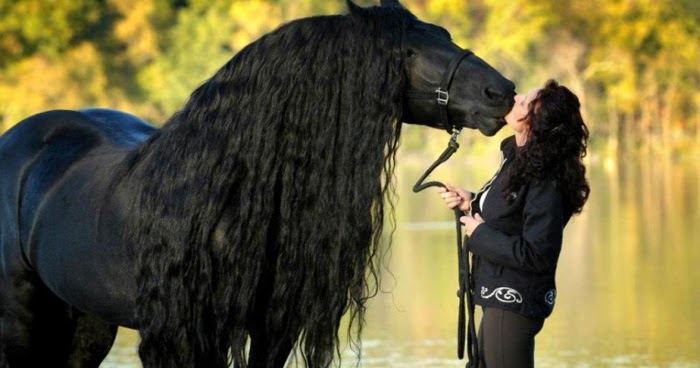 Unique: Friesians horse