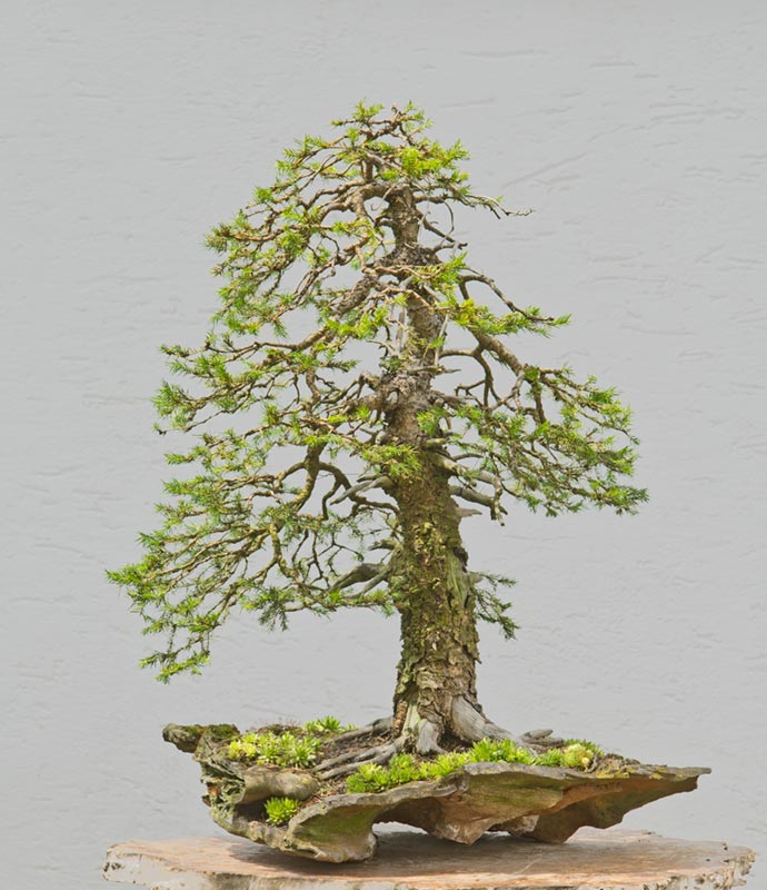 Walter Pall Bonsai Adventures: European spruce #9