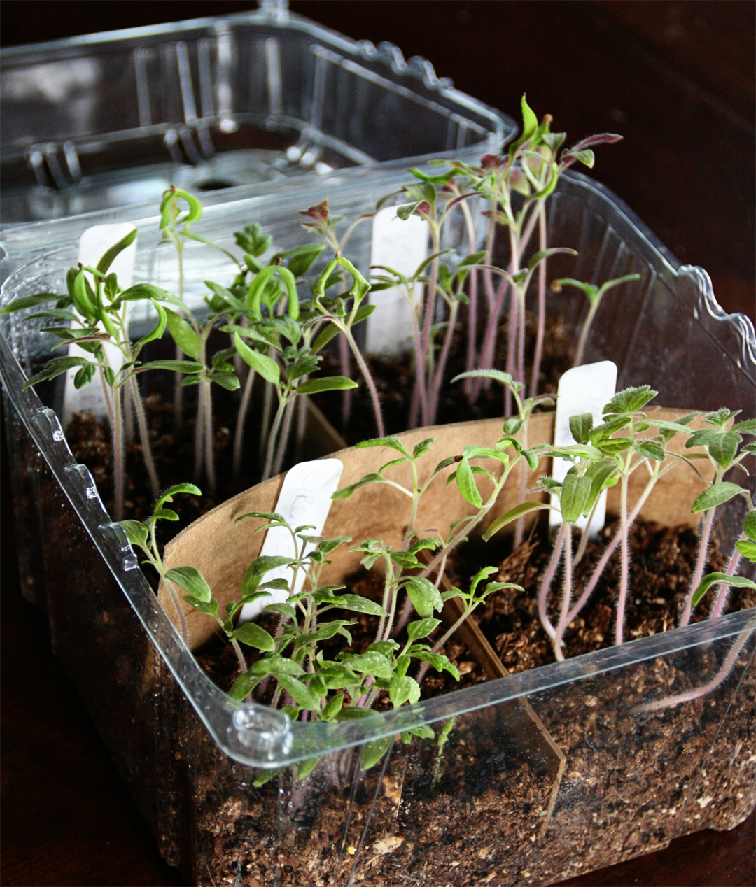 Valley View Nursery Blog: Spring Seed Starting