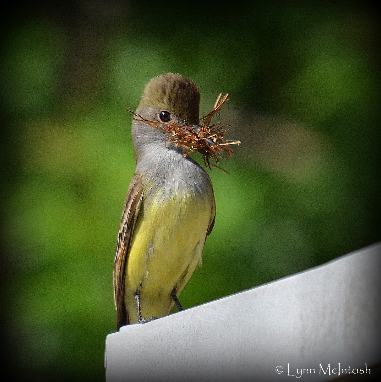 Southwest Florida Gardener