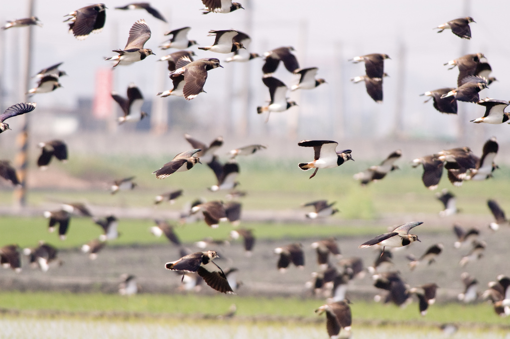 Species of UK: Week 24: Lapwing (‘Vanellus vanellus’)