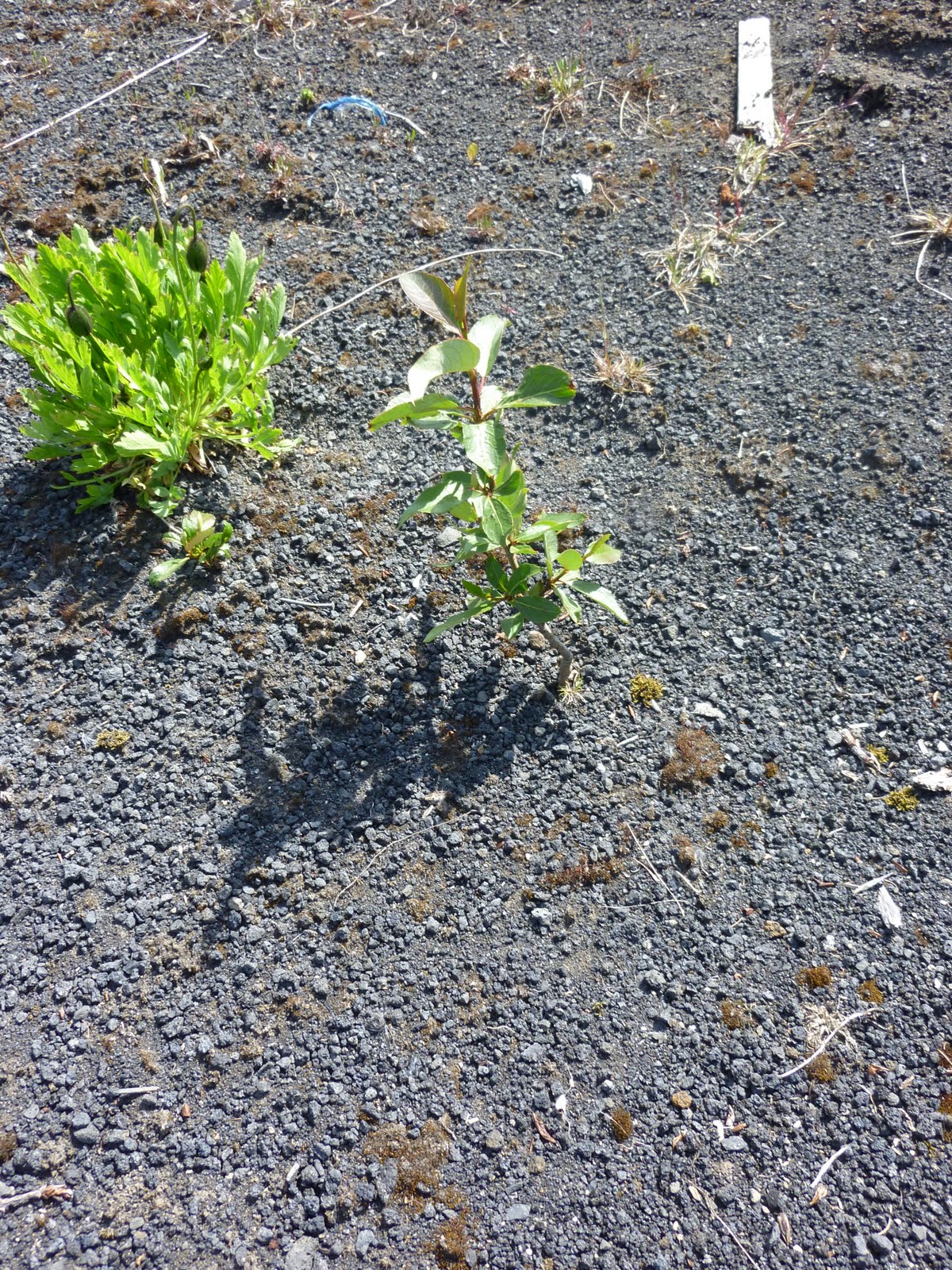 garðurinn okkar: Gróðrarstöðin Birkihlíð við Dalveg