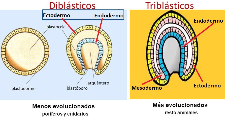 CARACTERÍSTICAS DE LOS ANIMALES