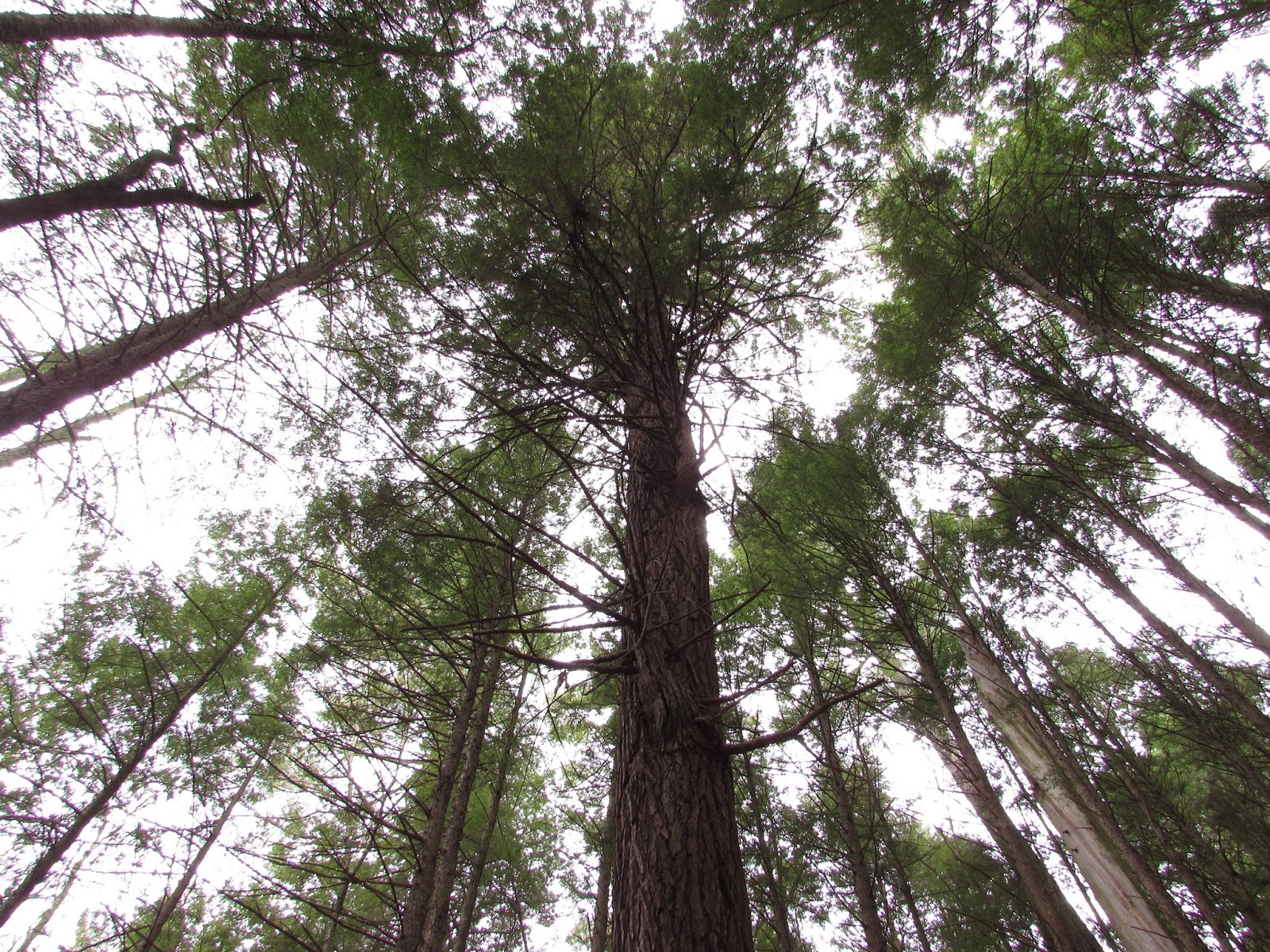 Cook Forest State Park: Tranquil Old Growth Forest, the Clarion River ...