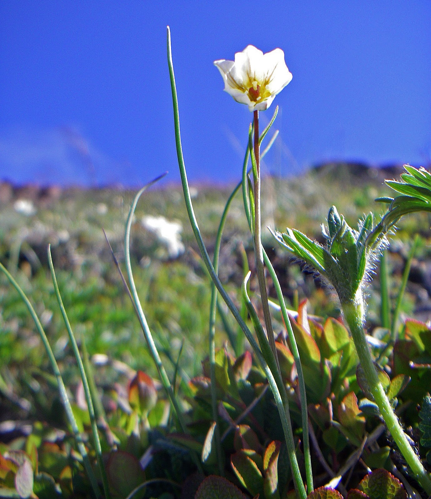 Duffyville: Stop and Smell the Silene acaulis