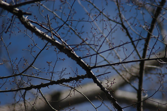A Year With the Trees: Winged Elm - Ulmus alata