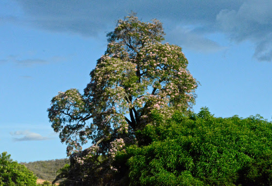 CRONICAS DE CUCUTA: 1038.- CUCUTA, CIUDAD DE LOS ARBOLES