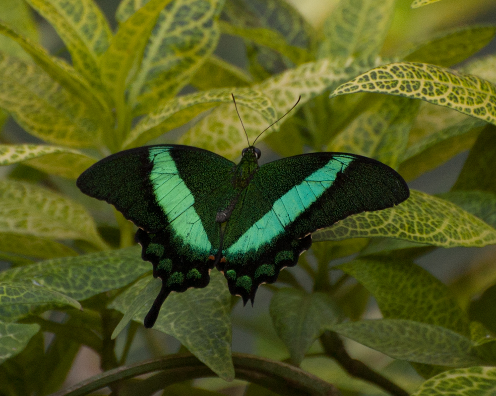 Postcards from Sussex: Hunting for the Golden Birdwing