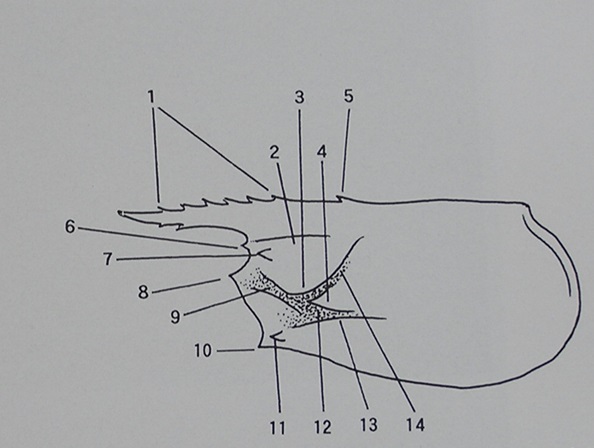 \ Morfologi dan Anatomi Eksternal Udang