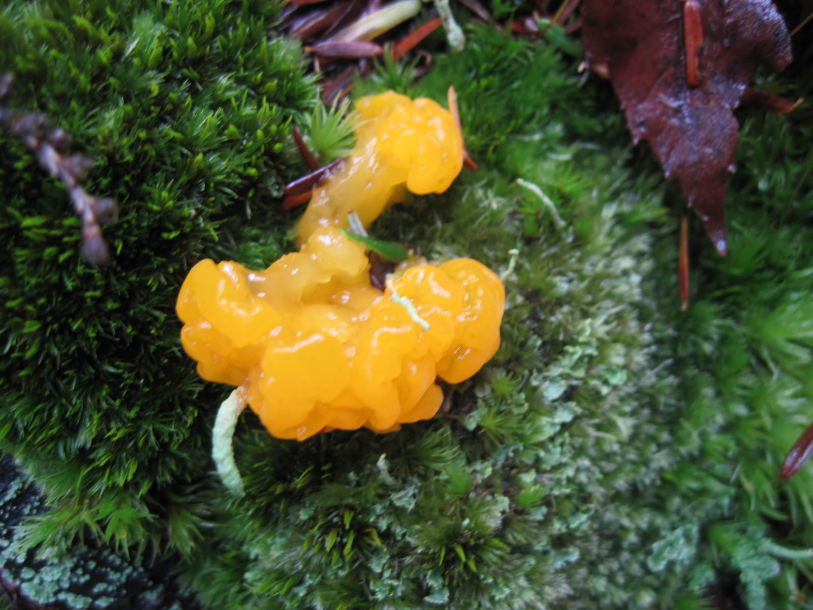 RavenWood Forest: Whirling Water and Tinkling Drops