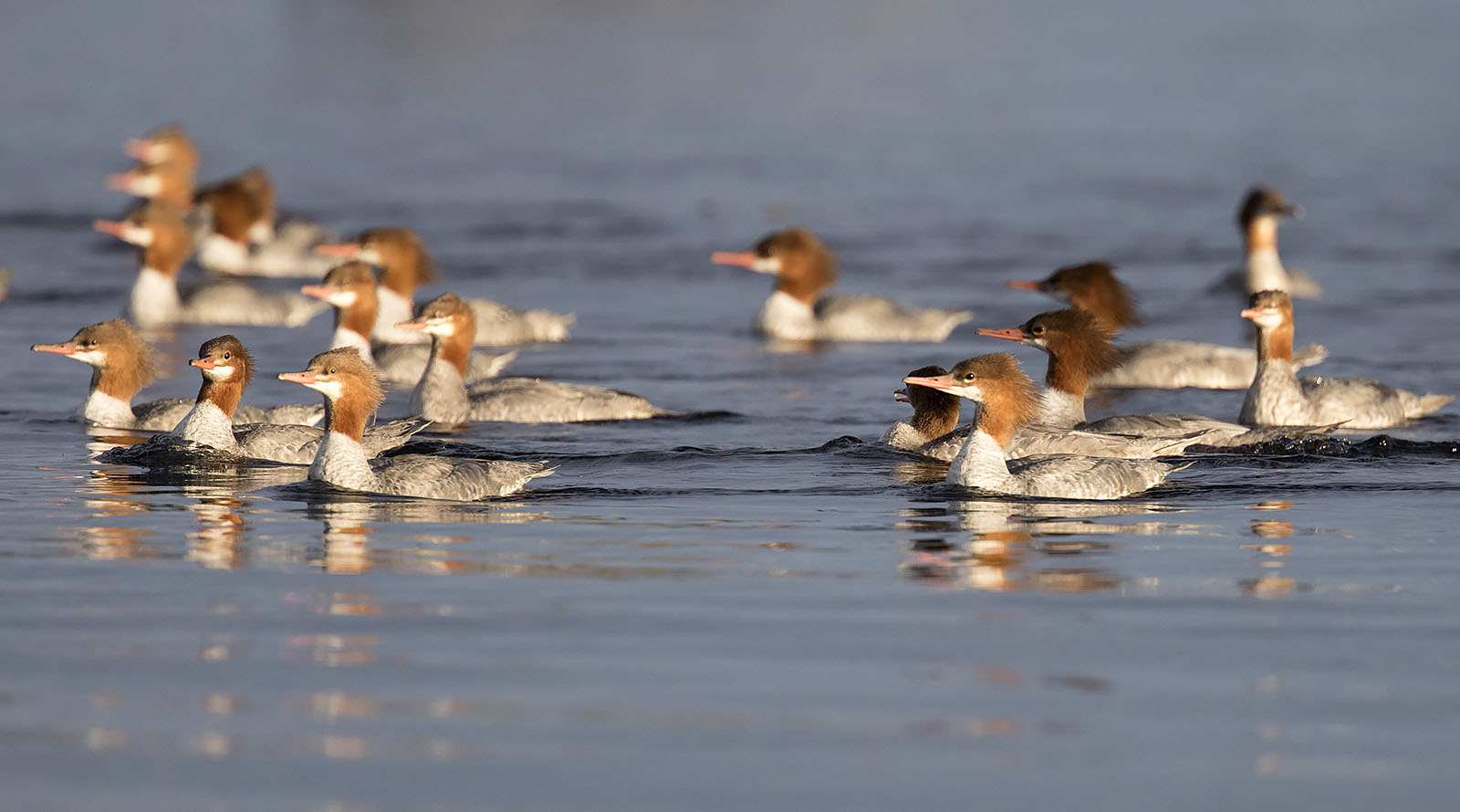 pewit: Common Mergansers / Goosanders