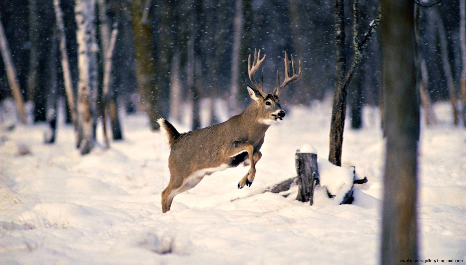 Winter Deer Wallpaper | Wallpapers Gallery