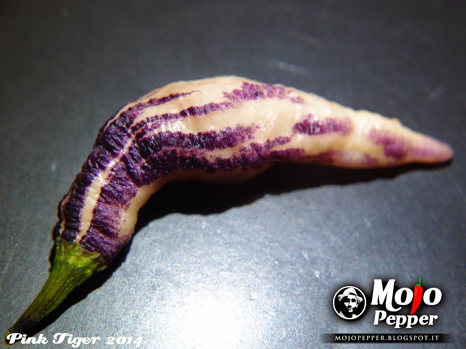 The Mojo Pepper - Just a Chili Pepper grower: Pink Tiger - new harvest ...