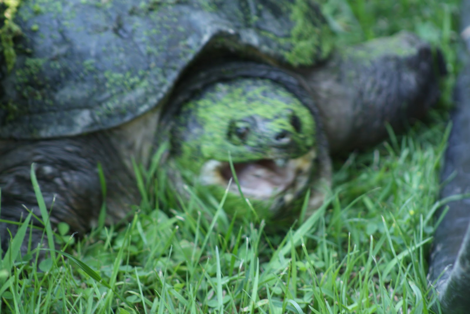 Laura Brownlee's Natural Expressions: "Aaarrrgh! A Prehistoric Swamp ...