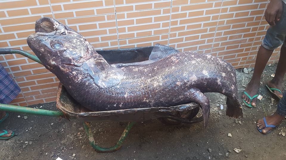 Le Gombessa ou cœlacanthe pêché à Anjouan | HabarizaComores.com | Toute ...