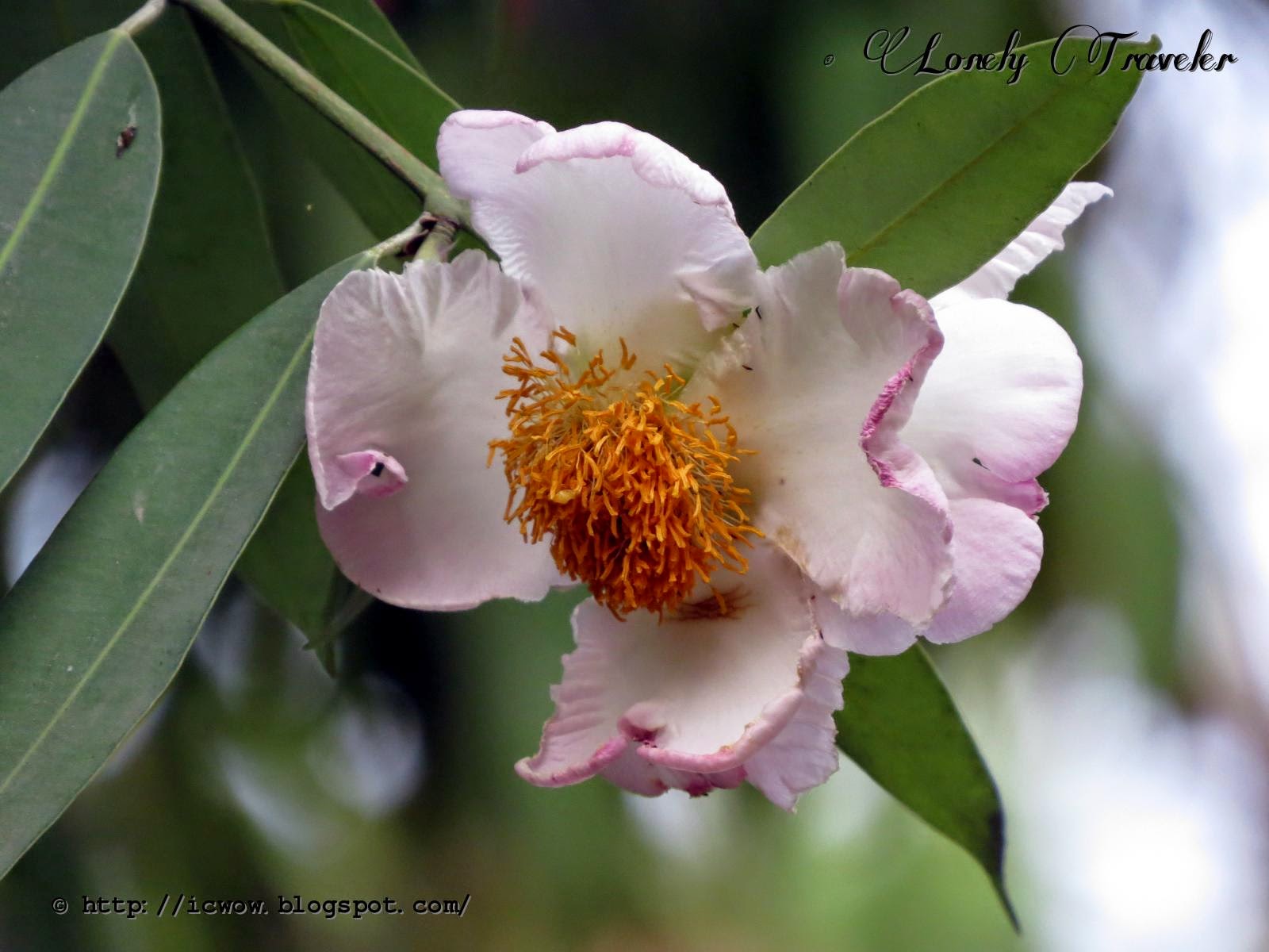 Nagesshor ful (নাগেশ্বর ফুল) - Mesua ferrea