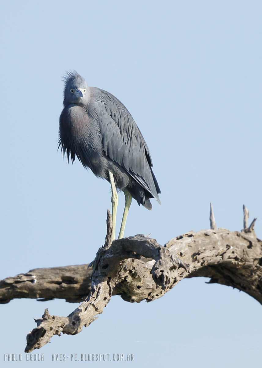 mis fotos de aves: Egretta caerulea Garza Azul Little Blue Heron