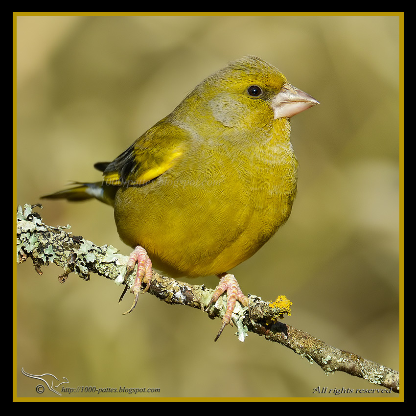 WILDLIFE GATEWAY: Verdier d'Europe