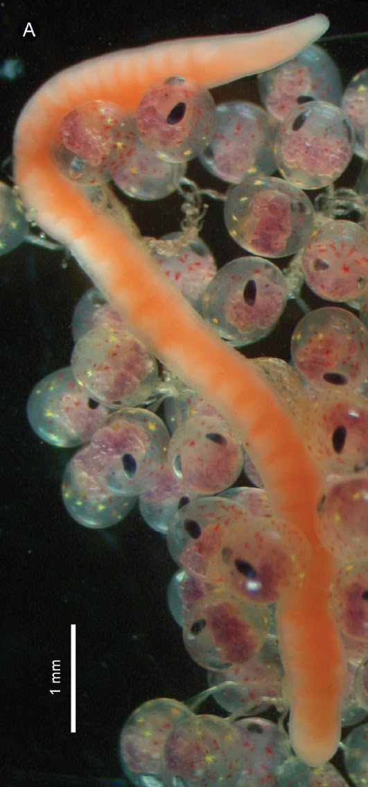 Sciency Thoughts: A new species of Ribbon Worm from the North Pacific.