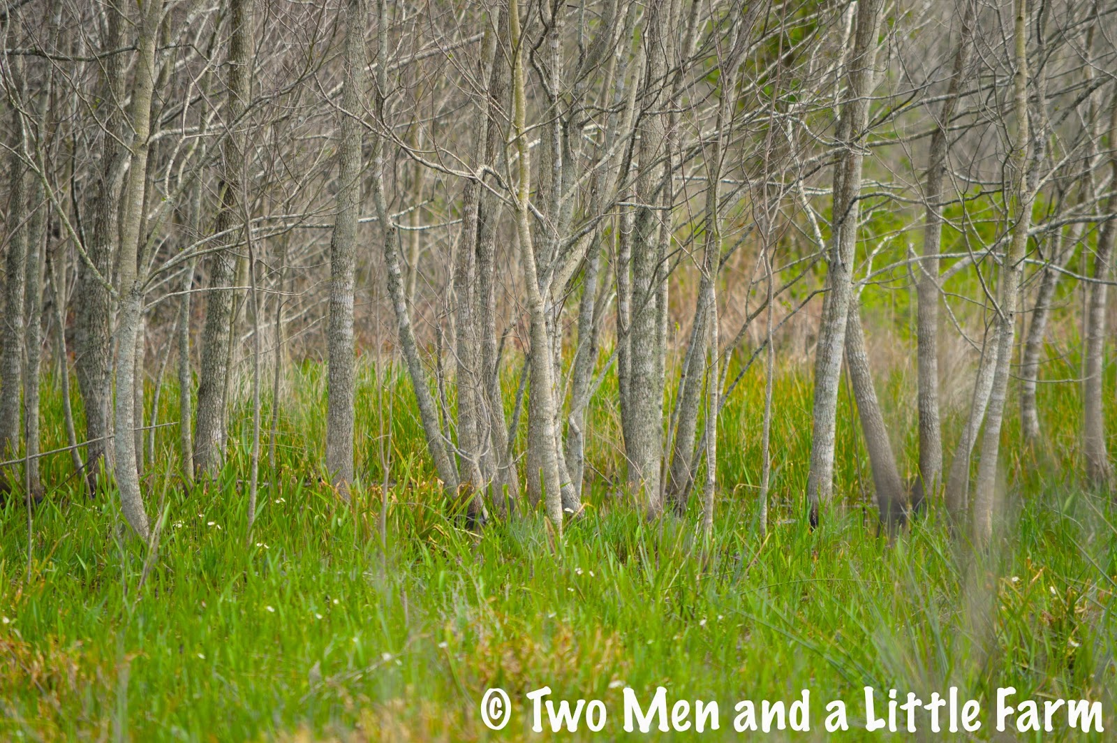 Two Men and a Little Farm: GROVE OF TREES