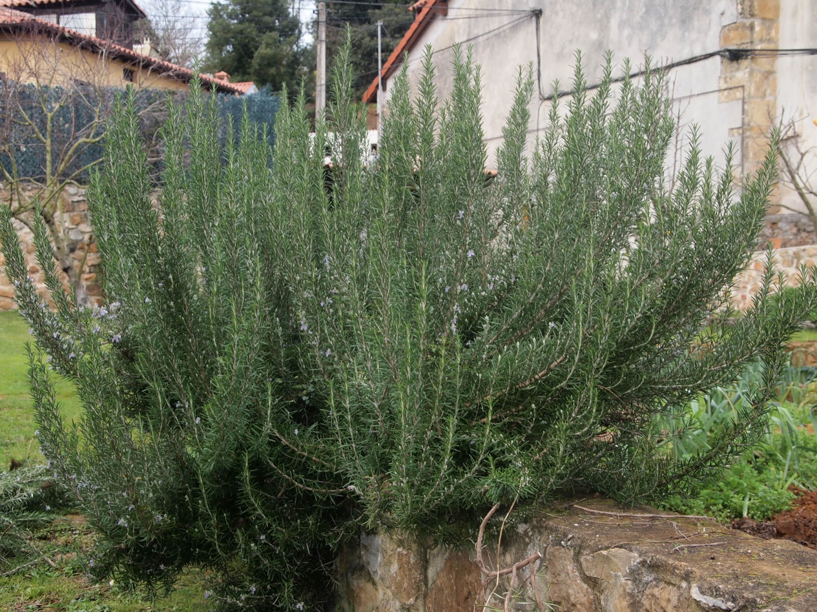 POR TIERRAS DE CANTABRIA: El romero