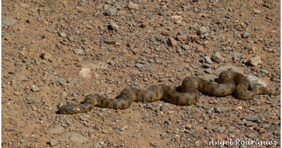 Naturaleza y Paisajes de España: Culebra viperina