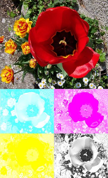 Visual Arts: Primary colours