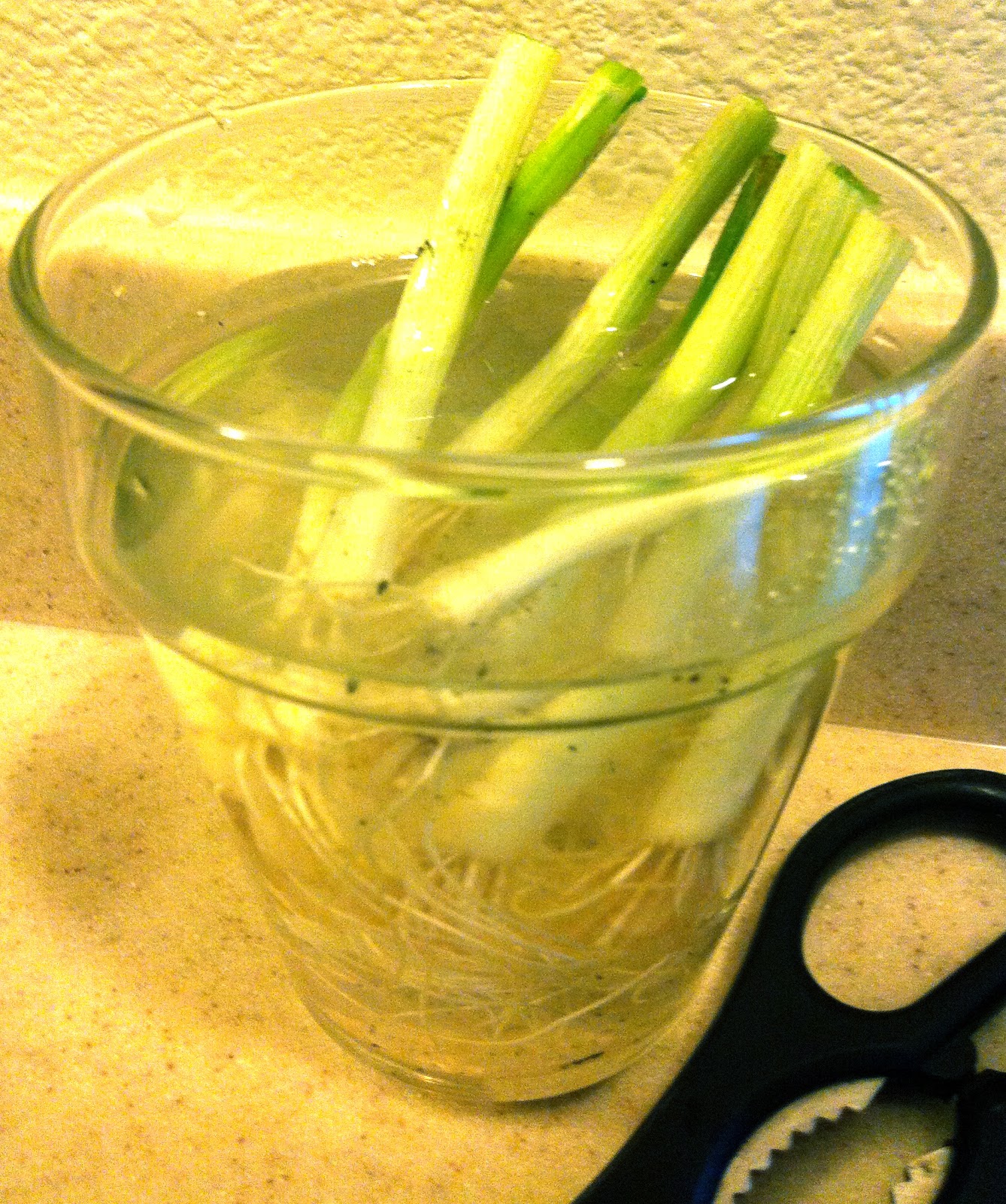 The Five Dollar Garden: Perpetual Green Onions