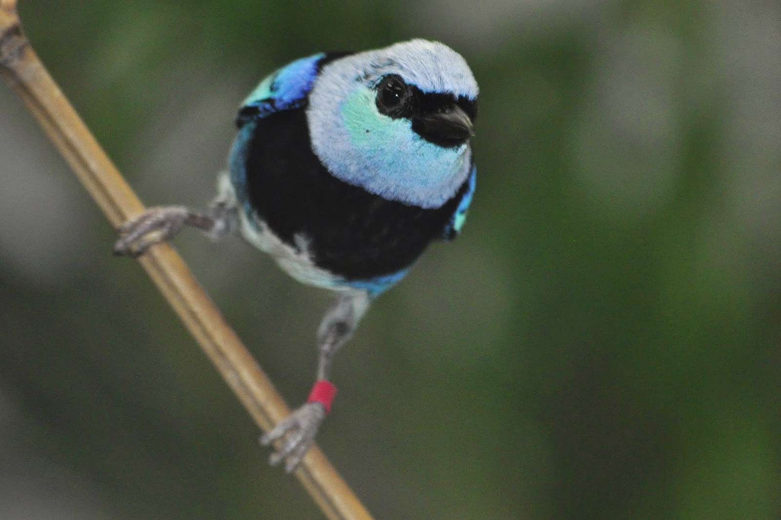 ZOOTOGRAFIANDO (6.100 ANIMALS): TANGARA PECHINEGRA O ENMASCARADA ...