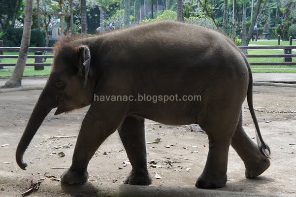 Havana QQ Travel Blog: Sumatran Elephant, Uluwatu, Dreamland & Jimbaran