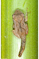 The Spring Peeper: Amphibian Profiles