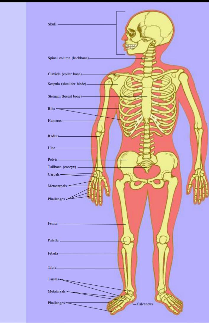Parts and Function Of Human Body System