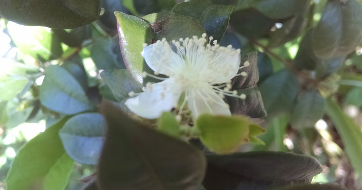 Desert Valley Orchard: Pitangatuba