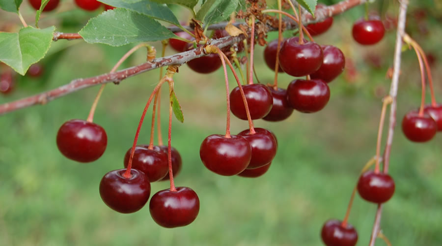 L'ingrediente perduto: Il tempo delle visciole cotte al sole...